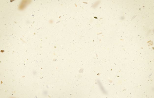 Antalis développe ses marques Conqueror, Keaykolour et Curious particles